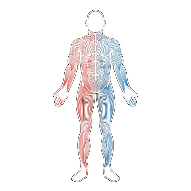 Detailed Anatomical Illustration of the Human Body | Jiffy Designs