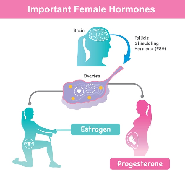 Infographic Highlighting Key Female Hormones and Their Functions ...
