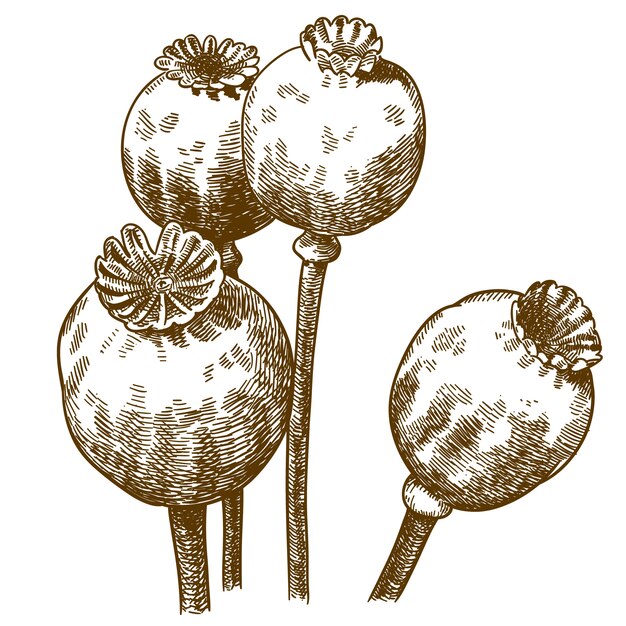 Vintage Botanical Illustration of Poppy Seed Pods | Jiffy Designs