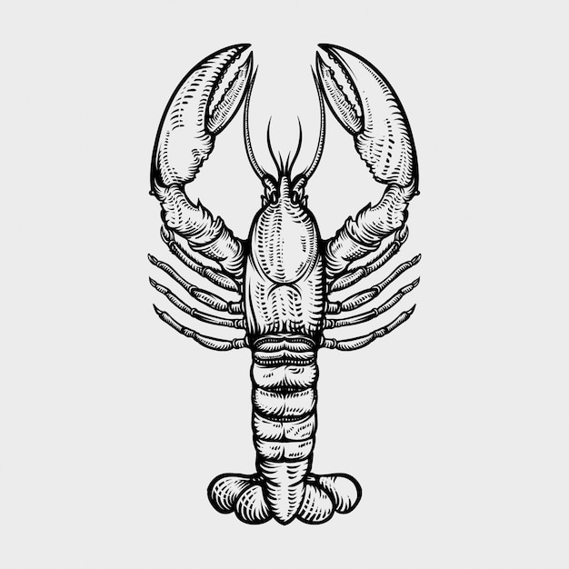 Captivating Crustacean: A Detailed Sketch of a Lobster | Jiffy Designs
