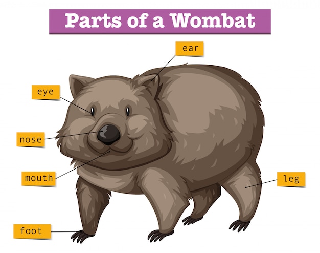 Detailed Anatomy of a Friendly Wombat Creature | Jiffy Designs