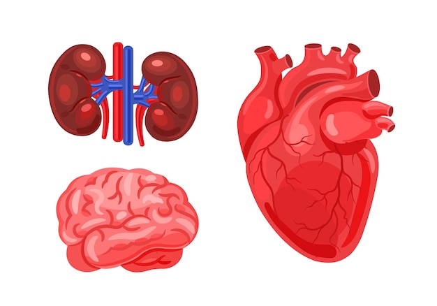 Vibrant Anatomical Illustrations of the Kidneys, Heart, and Brain ...