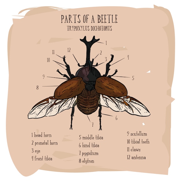 Detailed Anatomy of a Beetle: Exploring Its Intricate Parts | Jiffy Designs