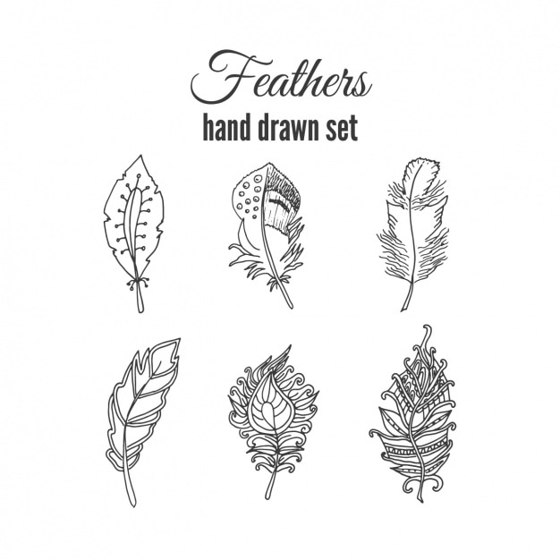 Intricate Hand-Drawn Feather Illustrations - Diverse Nature-Inspired ...