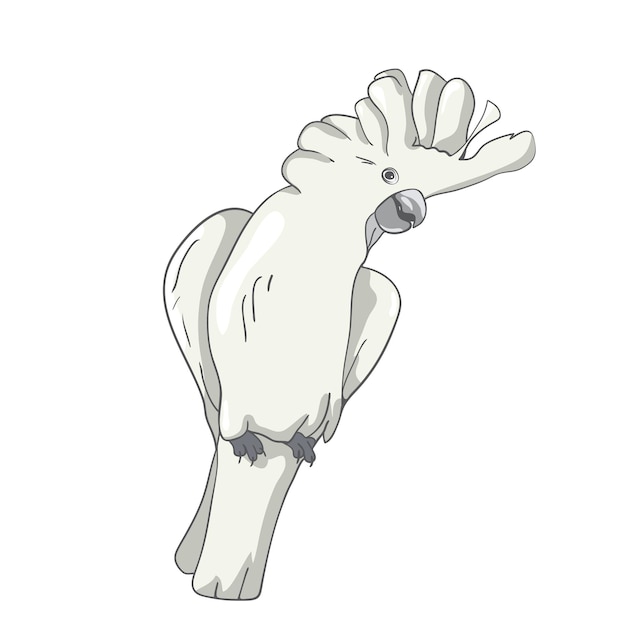Playful Cockatoo with Vibrant Crest and Expressive Pose | Jiffy Designs