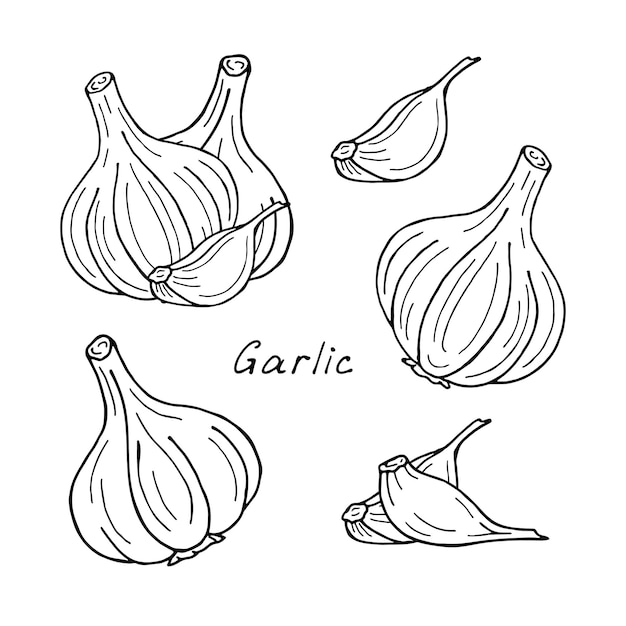 Delightful Garlic Bulbs in Whimsical Line Drawing Style | Jiffy Designs