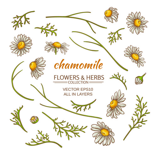 Chamomile Elements Vector Set On White Background | Jiffy Designs