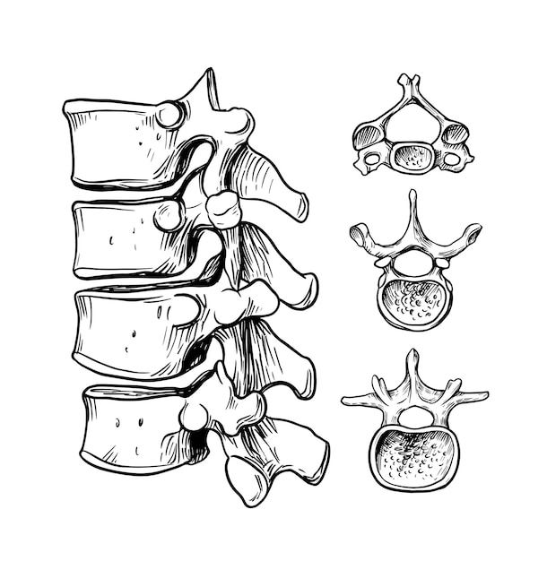 Detailed Anatomical Sketch of Spinal Vertebrae and Discs | Jiffy Designs