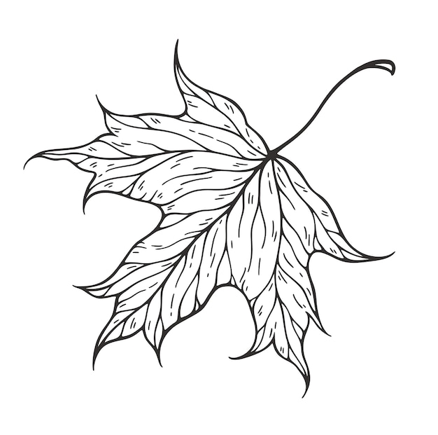Intricate Maple Leaf Illustration with Detailed Textures | Jiffy Designs
