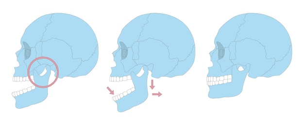 Three Detailed Profiles of a Stylized Human Skull | Jiffy Designs