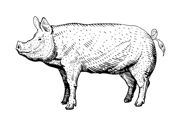 Charming Illustrated Pig with Detailed Textures | Jiffy Designs