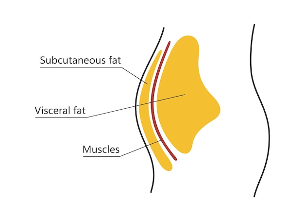 Detailed Anatomy Diagram of Body Fat Layers | Jiffy Designs