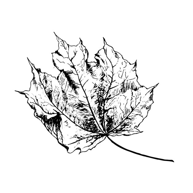 Intricate Maple Leaf Sketch with Detailed Textures | Jiffy Designs