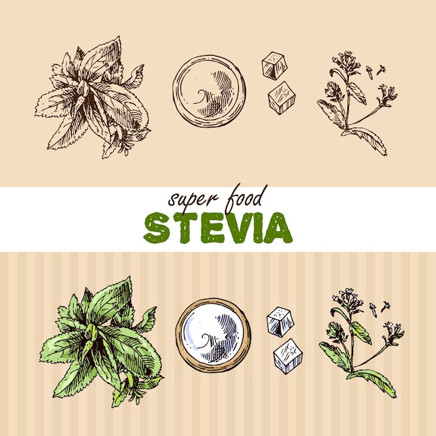 Elegant Botanical Illustrations of Natural Stevia Leaves and Crystals ...