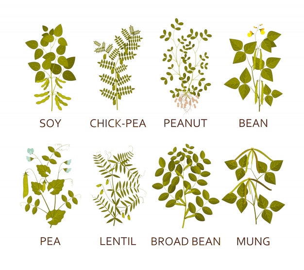 Diverse Legumes in Vibrant Shades of Green | Jiffy Designs