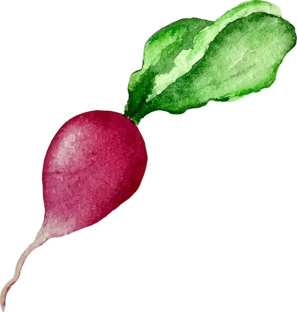 Vibrant Radish with Lush Leaves | Jiffy Designs