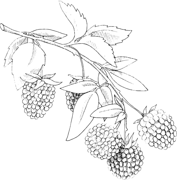 Detailed Illustration of Lush Blackberry Clusters on Leafy Vine | Jiffy ...