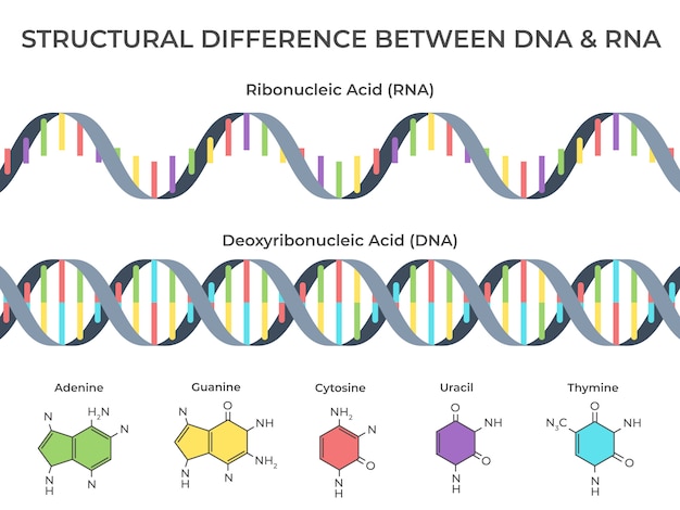 Comparison of DNA and RNA Molecular Structures in Vibrant Colors ...