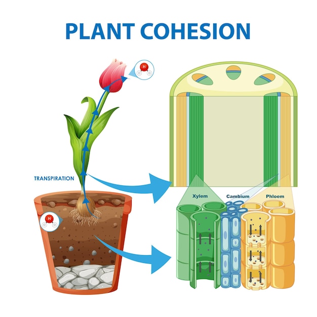Exploring the Intricate Process of Plant Cohesion and Growth | Jiffy ...