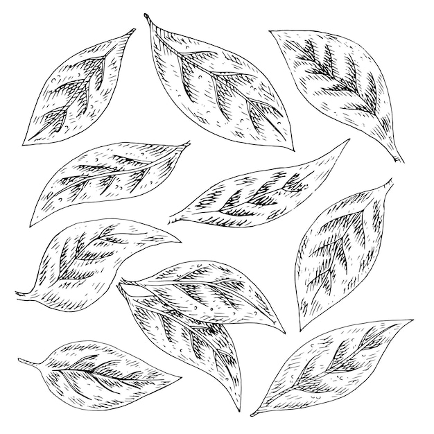 Delicate Foliage Sketches: Intricate Leaf Illustrations | Jiffy Designs
