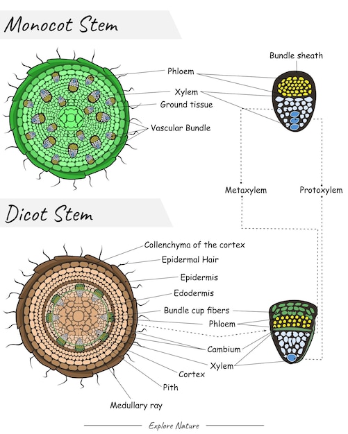 Detailed Anatomy of Monocot and Dicot Stems: Unveiling the Intricate Structure | Jiffy Designs