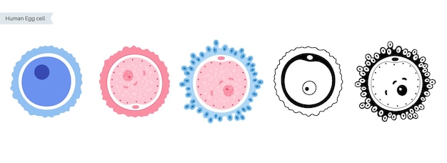 Vibrant and Diverse Collection of Stylized Human Cell Illustrations ...