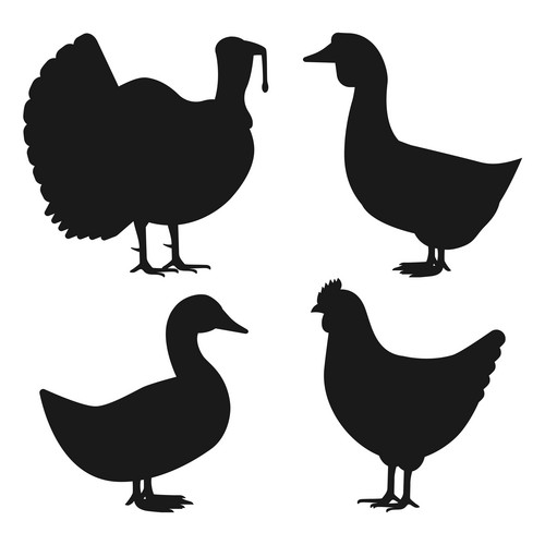 Poultry Black Silhouette Set. Domestic Fowls Icons. Vector Illustration ...