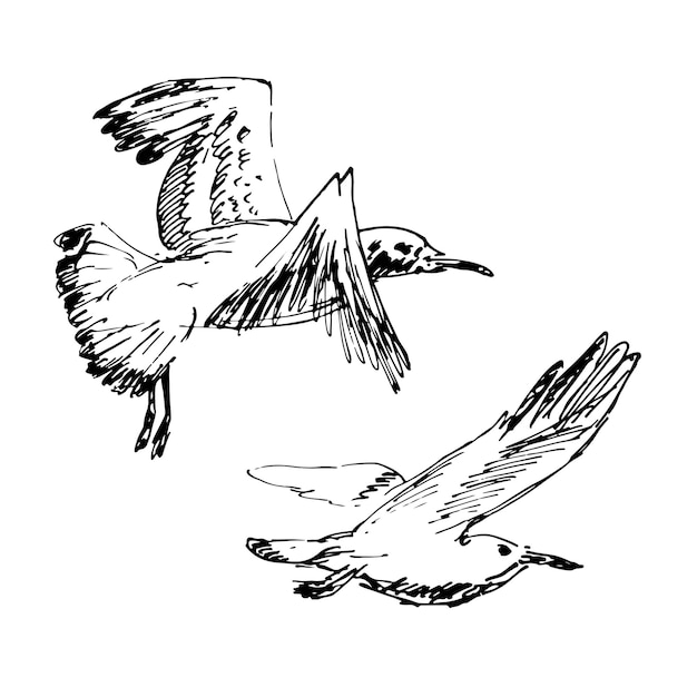 Graceful Seabirds Soaring Through the Waves | Jiffy Designs