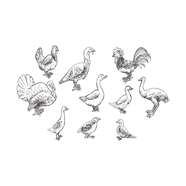 Charming Farmyard Fowl: A Flock of Diverse Poultry Sketches | Jiffy Designs