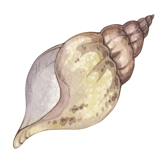 Intricate Nautical Shell Illustration with Captivating Textures | Jiffy ...