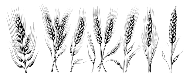 Detailed Wheat Sheaf Illustrations for Versatile Design Applications ...