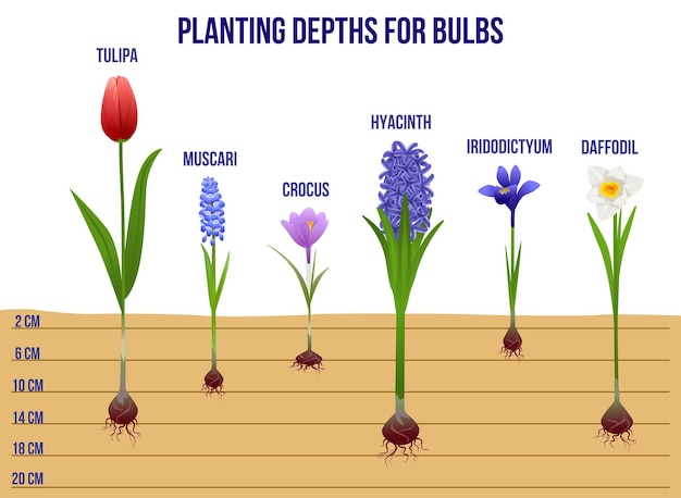 Illustrated Guide to Planting Depths for Bulbs | Jiffy Designs