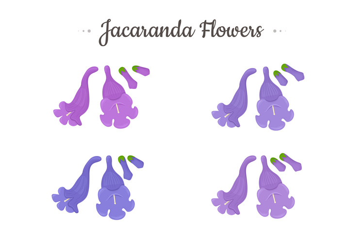 Jacaranda Mimosifolia Tree. Flowers And Buds Set. Vector Illustration ...