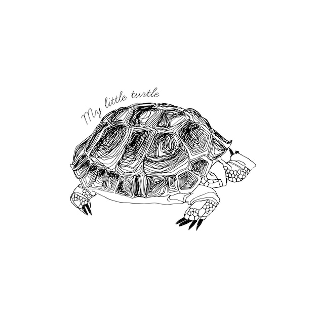 Intricate Illustration of a Whimsical Turtle with Detailed Shell ...