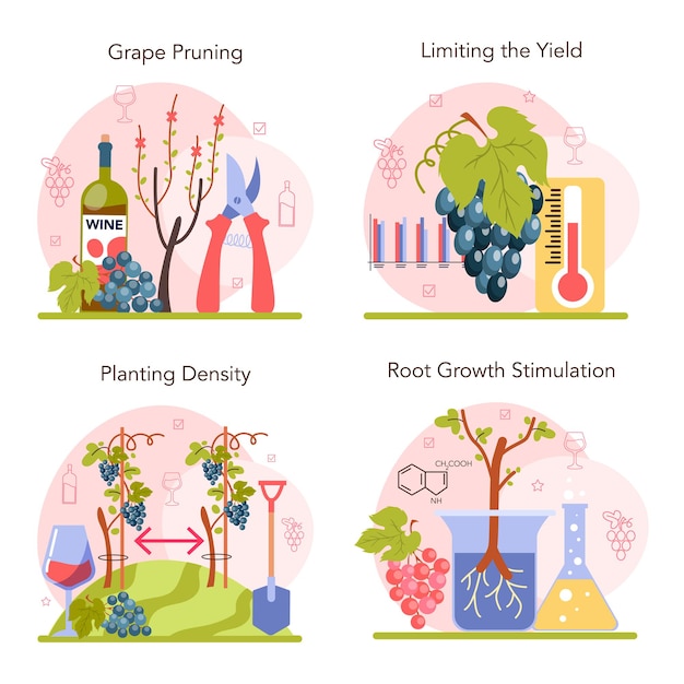 Comprehensive Vineyard Management Techniques Illustrated in Vibrant ...