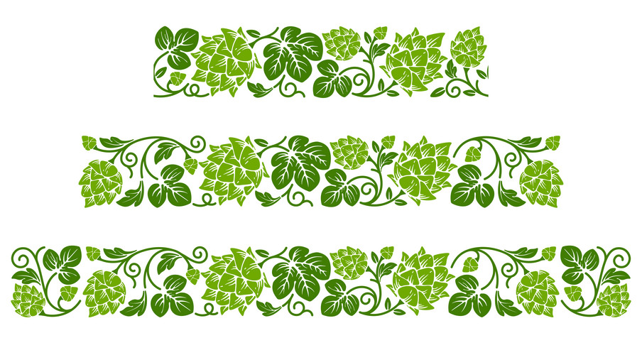 Set Of Border With Patterns Of Hop Plant Or Malt, Ripe Hops Cones ...