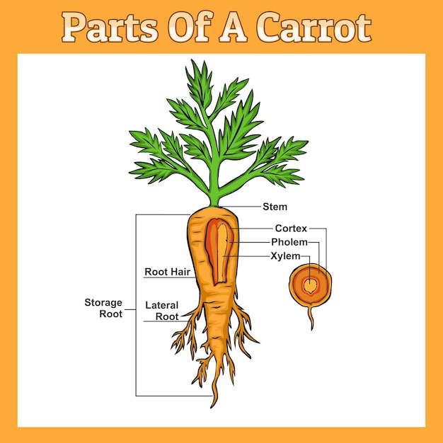 Vibrant Carrot Anatomy: Detailed Illustration of Vegetable Parts ...
