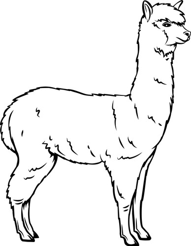 Alpaca Outline Icon. Llama Mammal For Design Zoo. Isolated Alpaca ...