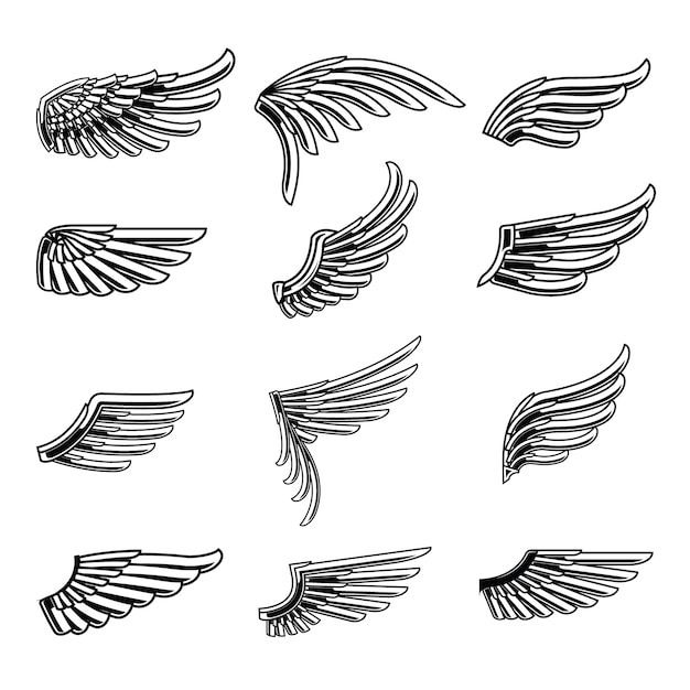 Diverse Collection of Intricate Wing Illustrations in Vintage Style ...