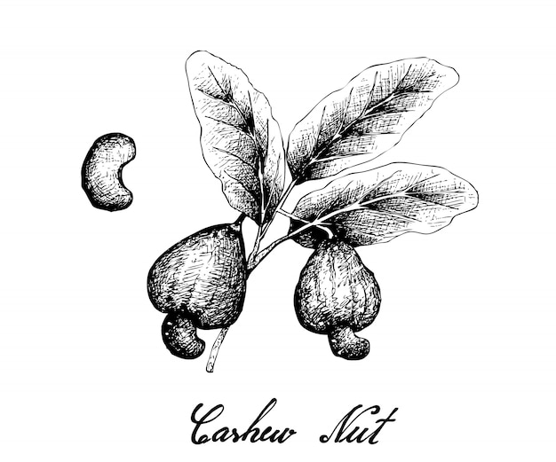 Detailed Sketch of Cashew Nuts and Leaves | Jiffy Designs