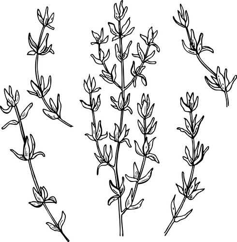 Thyme Vector Drawing Set. Isolated Thyme Plant And Leaves. Herbal ...
