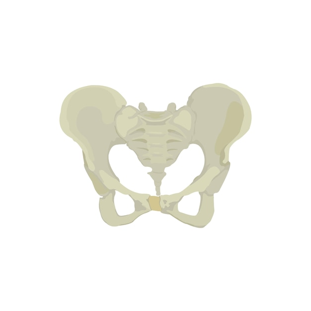Detailed Anatomical Illustration of the Human Pelvis | Jiffy Designs