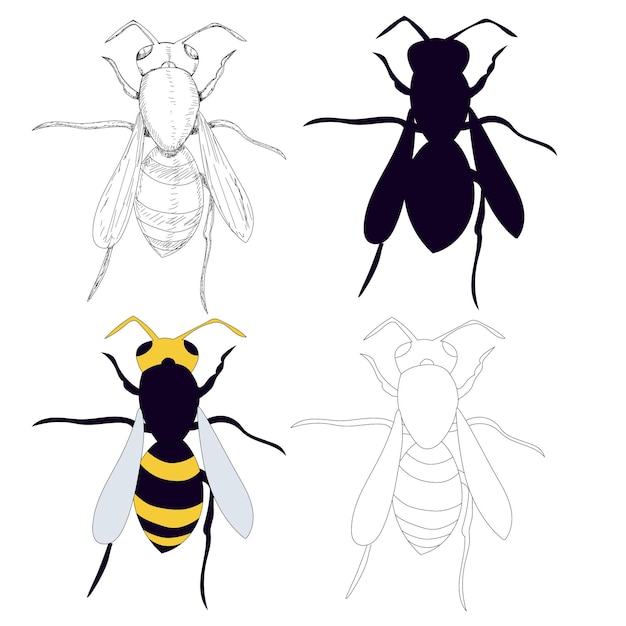 Diverse Collection of Detailed Insect Illustrations | Jiffy Designs