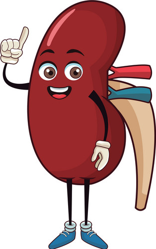 Kidney Talking Funny Cartoon | Jiffy Designs