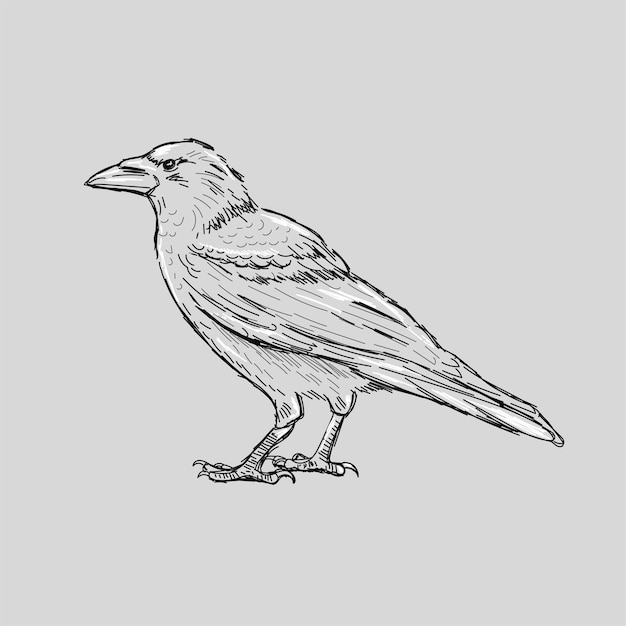Detailed Sketch of a Perched Crow in Monochrome | Jiffy Designs