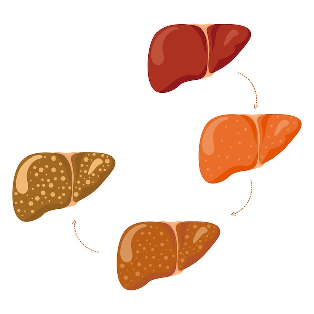 Vibrant Collection of Stylized Liver Illustrations | Jiffy Designs