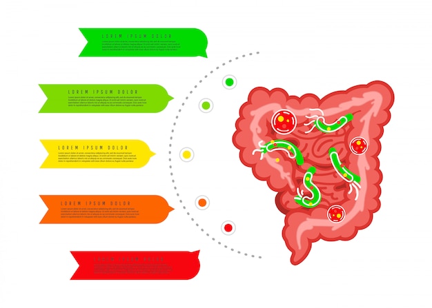 Vibrant Intestinal Illustration with Detailed Anatomy | Jiffy Designs