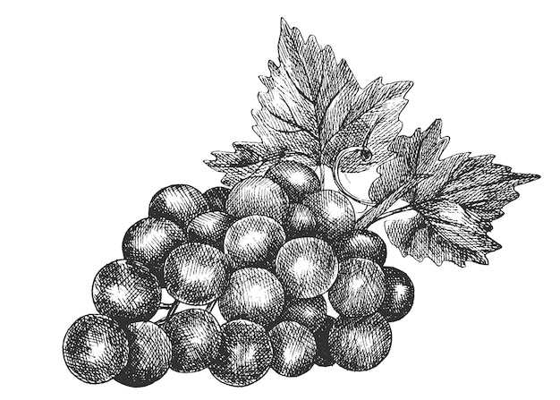 Delectable Cluster of Juicy Grapes with Lush Foliage | Jiffy Designs