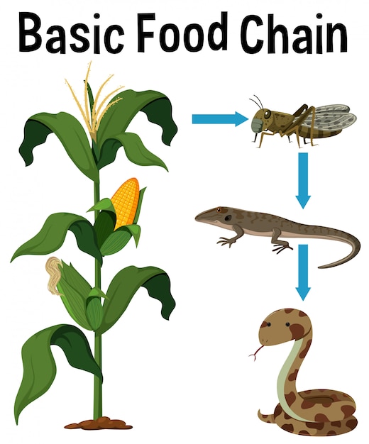 Exploring the Interconnected Web of a Basic Food Chain | Jiffy Designs