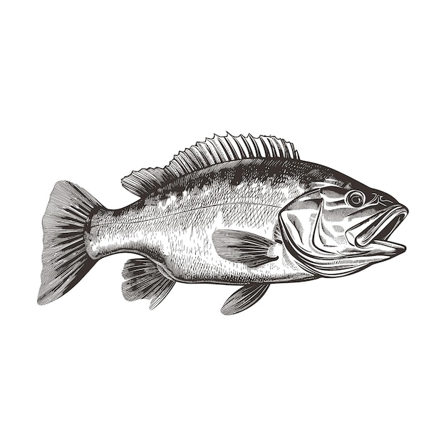 Detailed Illustration of a Captivating Perch Fish | Jiffy Designs